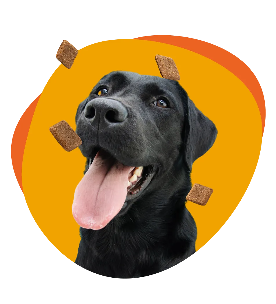 Saúde Digestiva - Furry Dog